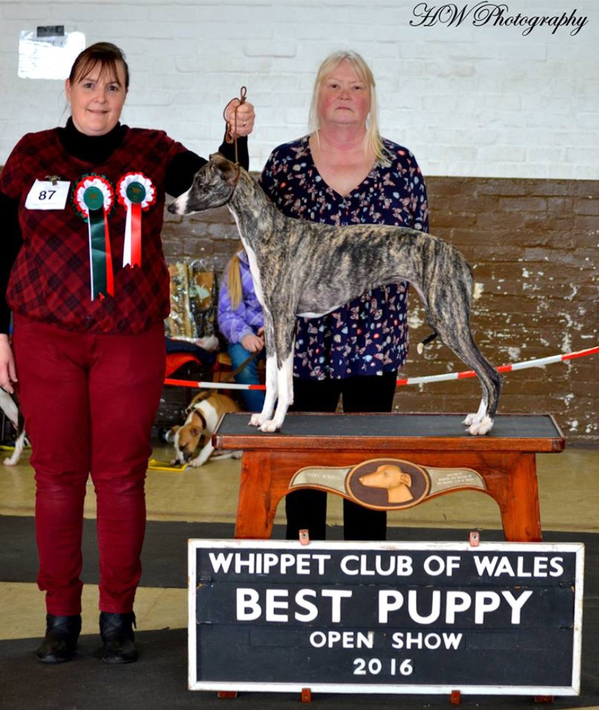Whippet show information for Whippet Club of Wales