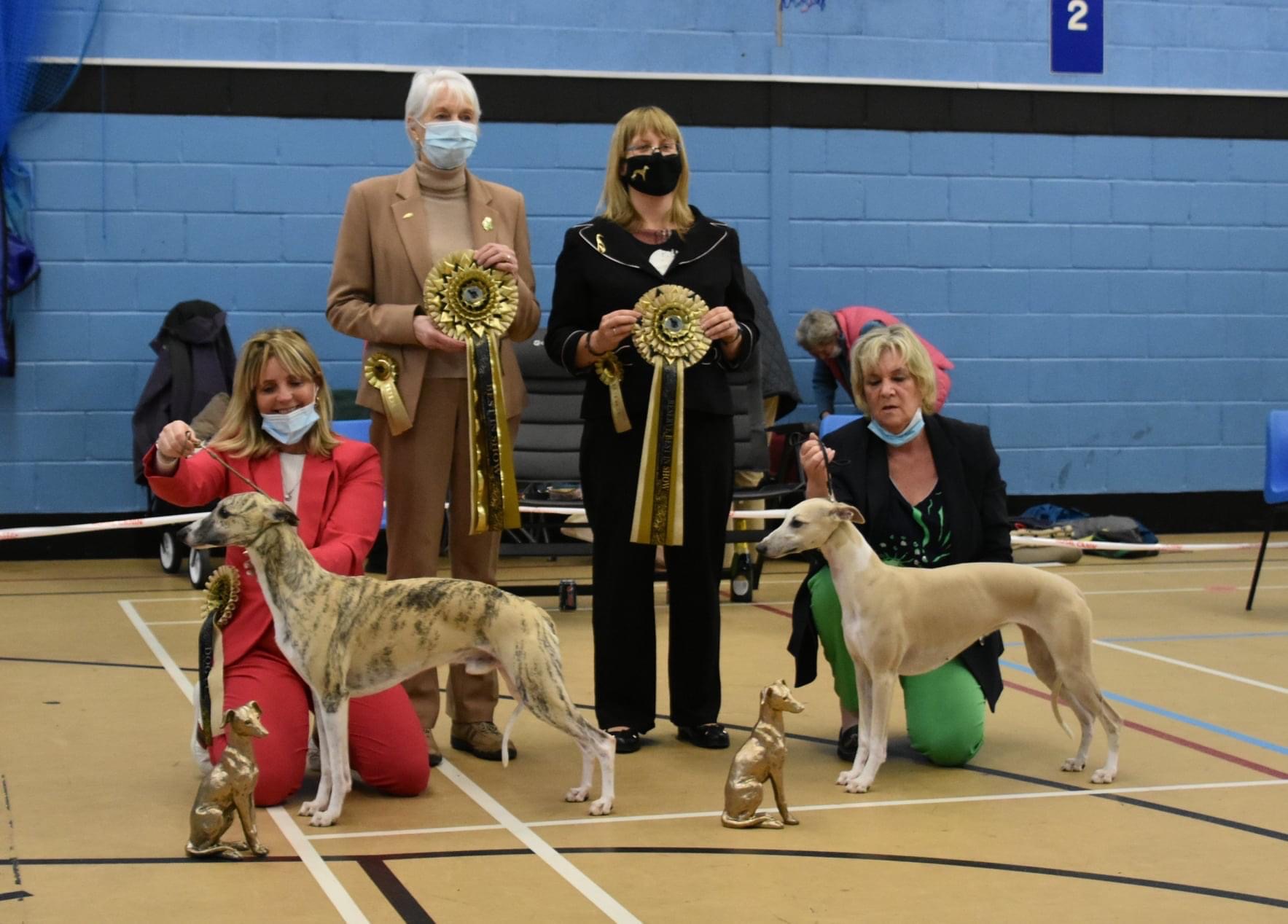 Whippet show information for Whippet Club of Wales